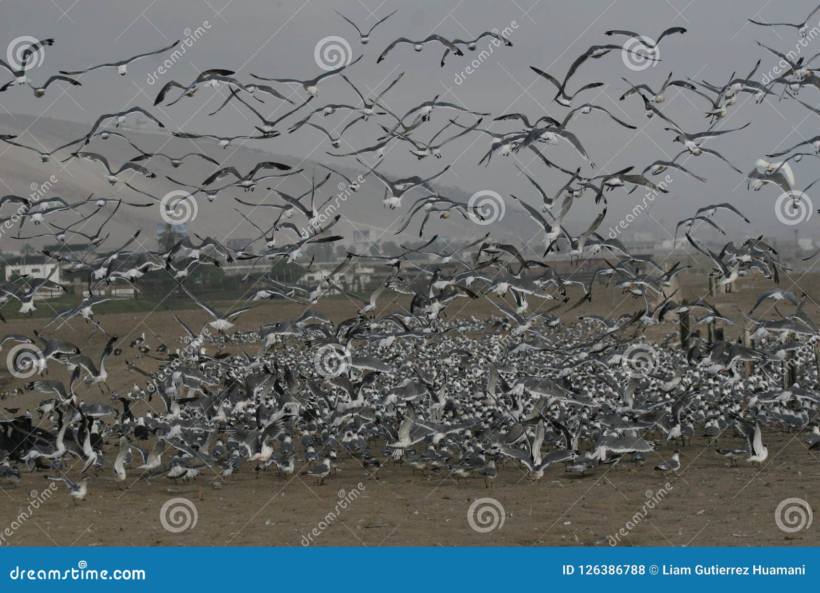 Huge Flock of Franklin`s Gulls Stock Photo - Image of animal ...