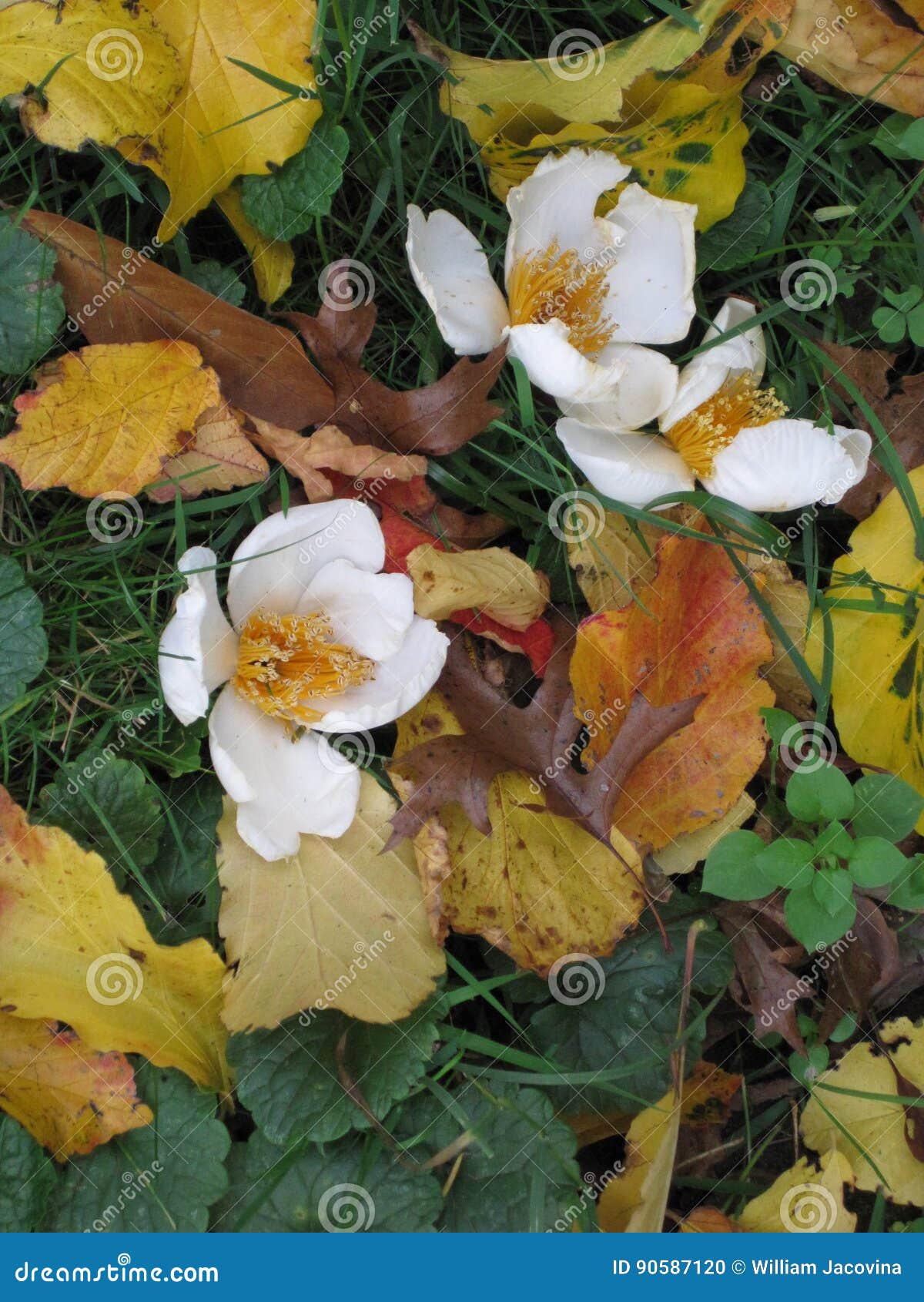 Franklin Tree Flowers stock photo. Image of shrub, commonly - 90587120