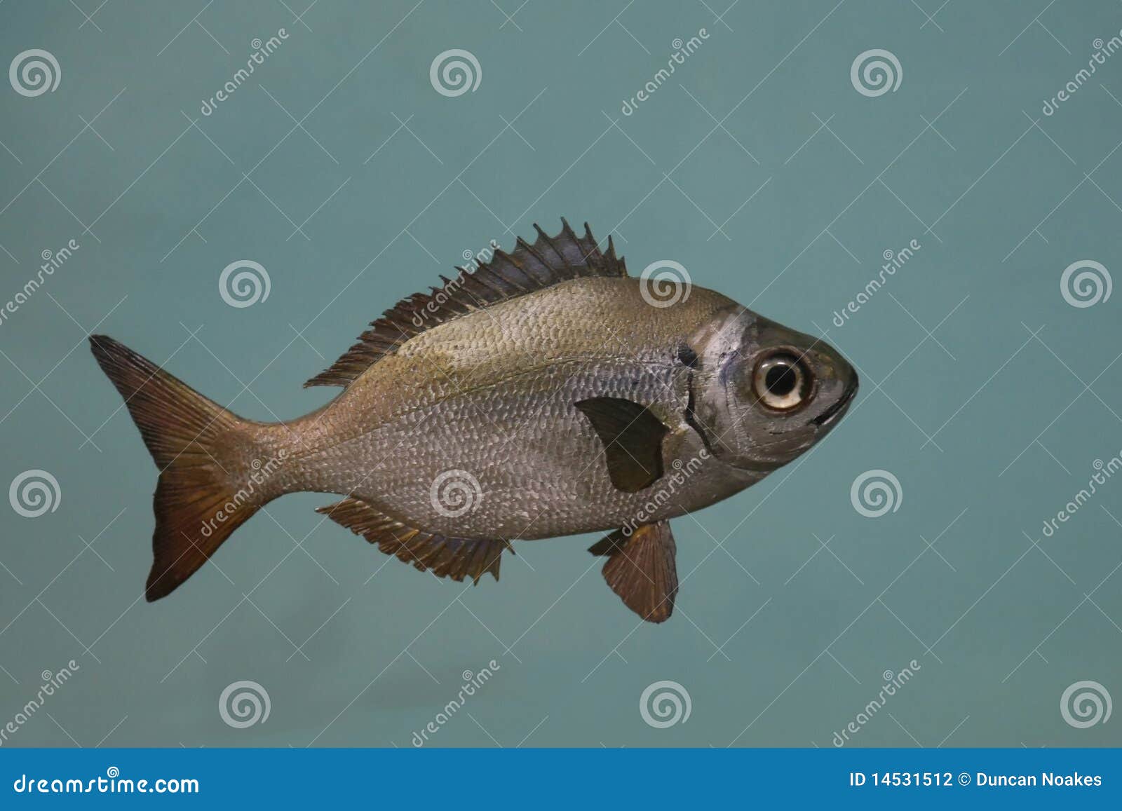 Frans Madame Fish stock photo. Image of large, brown - 14531512