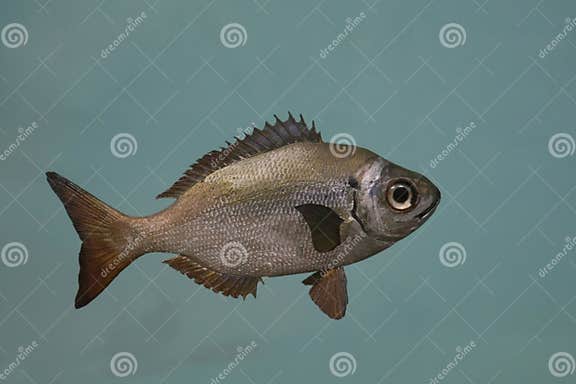 Frans Madame Fish stock photo. Image of large, brown - 14531512