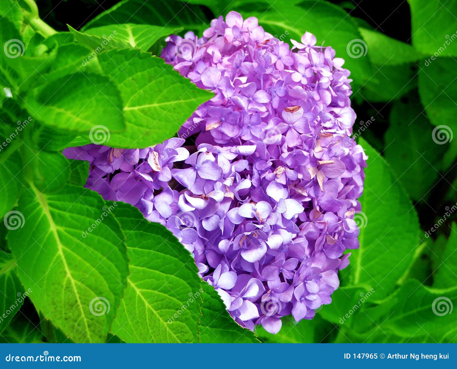 Franse Bloem stock afbeelding. Image of bloem, groen, purper - 147965