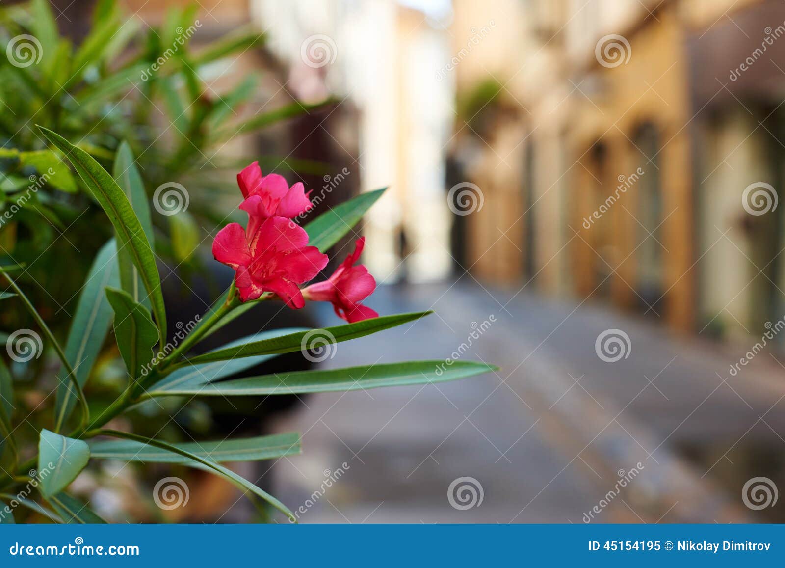 Franse bloem stock afbeelding. Image of bloem, stad, straat - 45154195