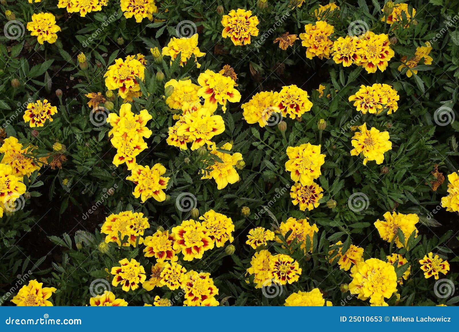 Franse bloemen stock afbeelding. Image of napels, flora - 25010653