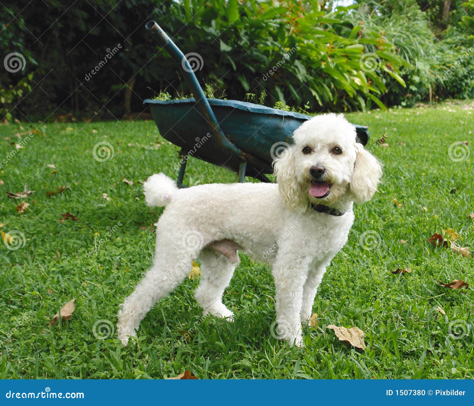 Franse poedel 5 stock foto. Image of verzorgd, rasecht - 1507380