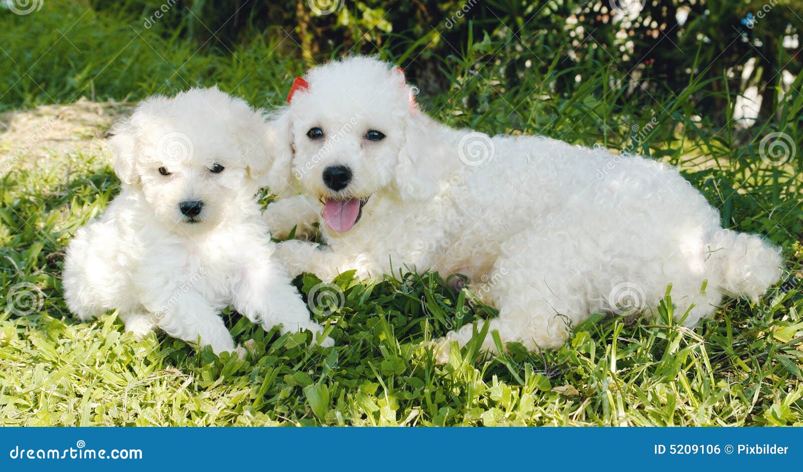 Franse poedel stock foto. Image of neus, honds, zuster - 5209106