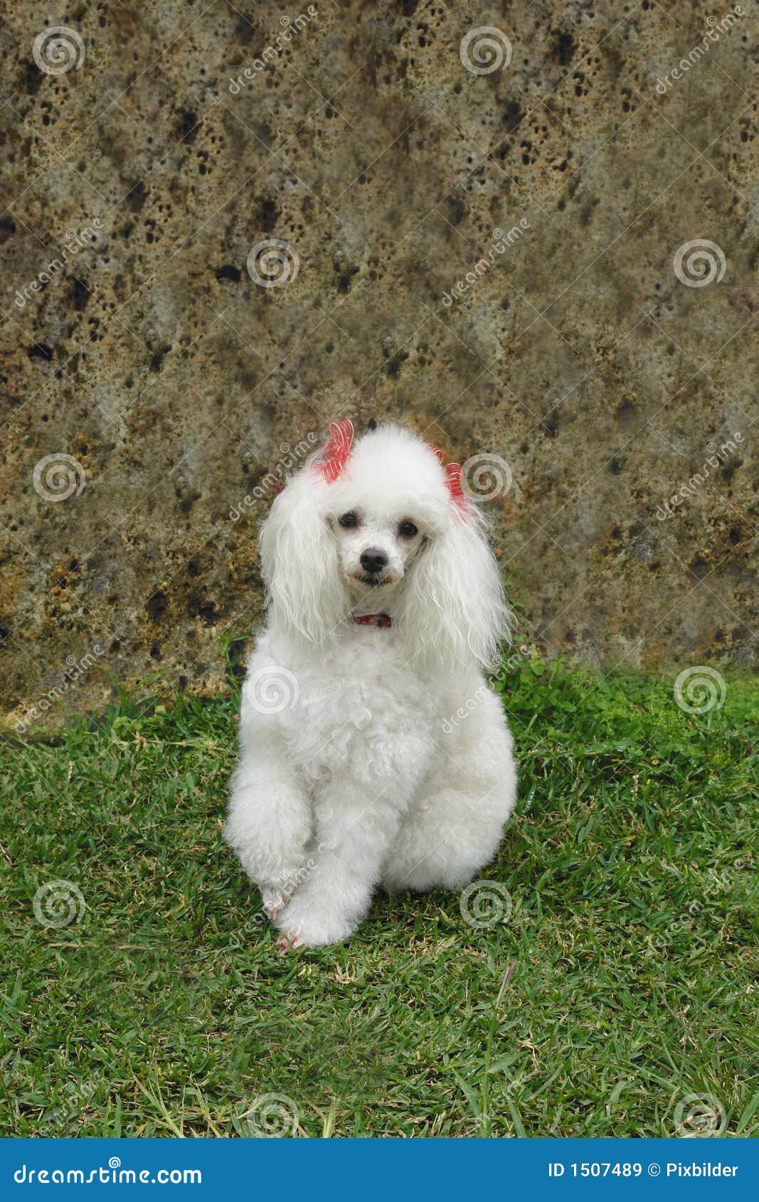 Franse poedel 7 stock afbeelding. Image of honds, poot - 1507489