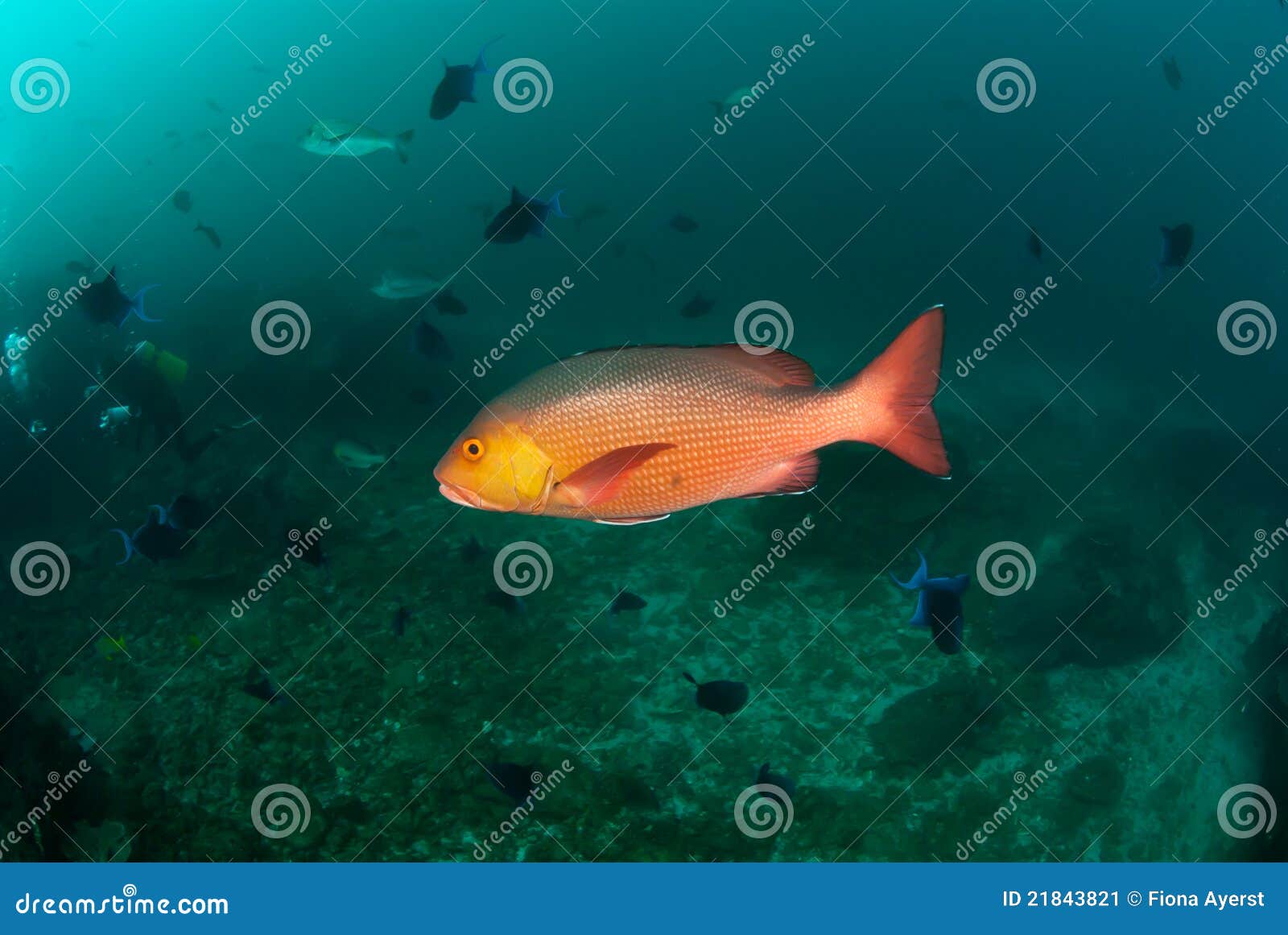 Frantic redfish stock image. Image of redfish, reef, water - 21843821