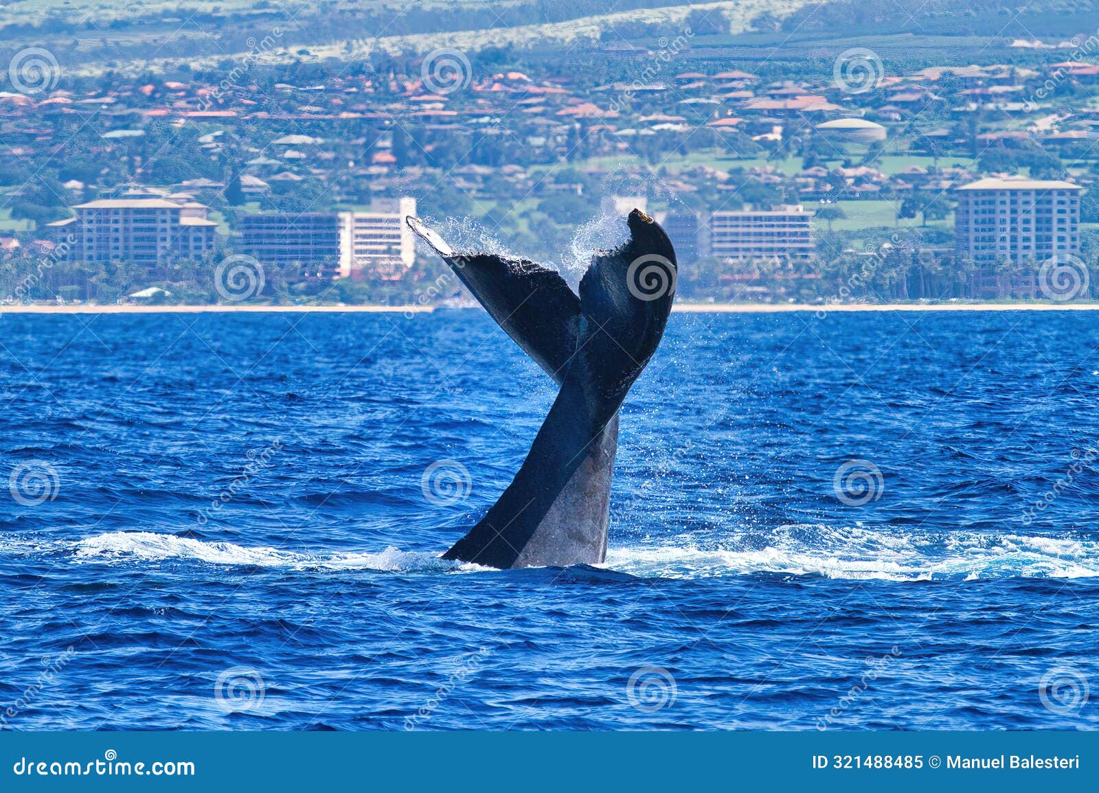 Humpback Whale Powerfully Slapping it S Tail on the Surface. Stock ...