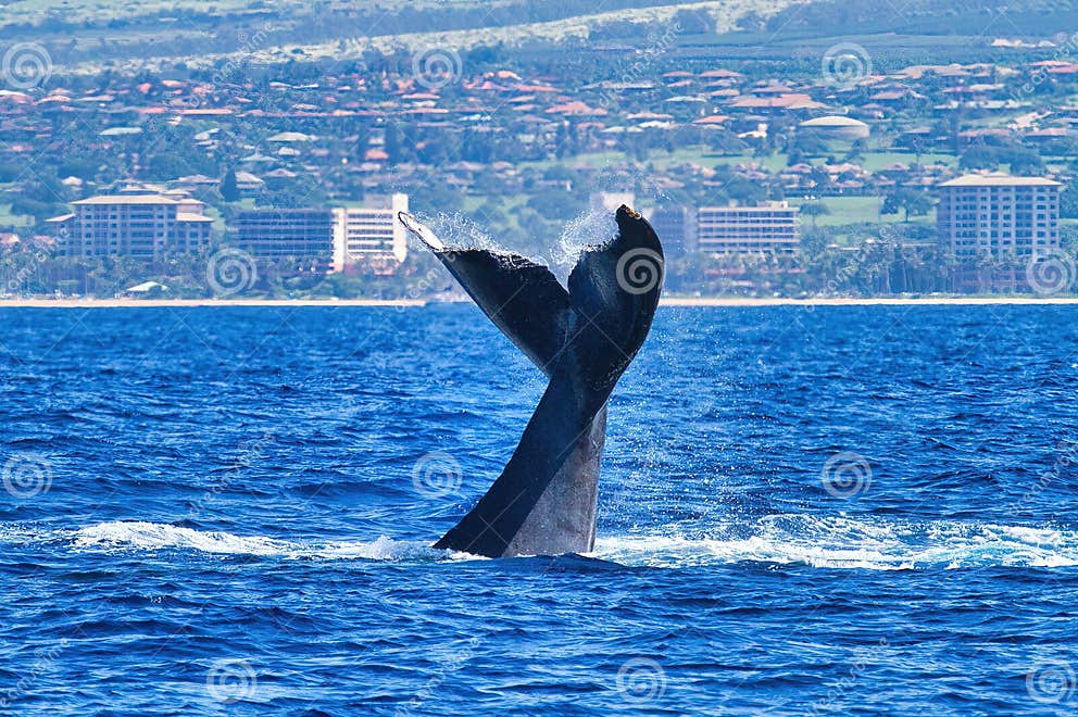 Humpback Whale Powerfully Slapping it S Tail on the Surface. Stock ...