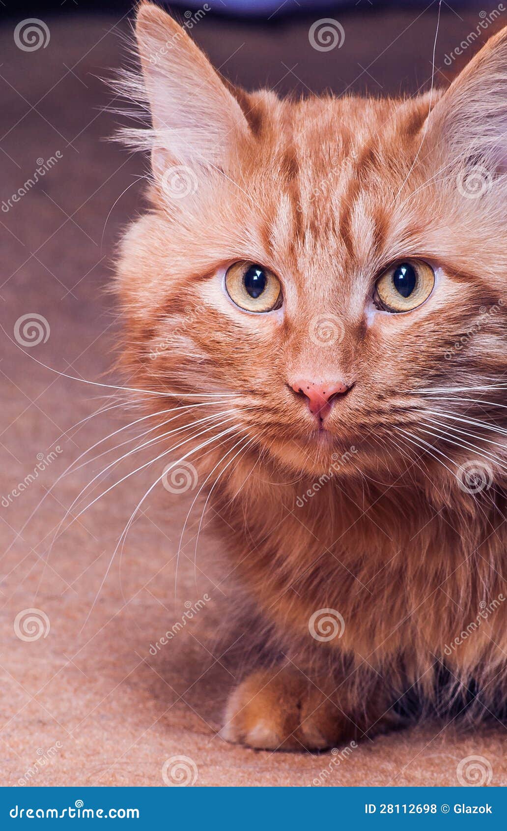 Frantically looking cat stock photo. Image of calm, whisker - 28112698