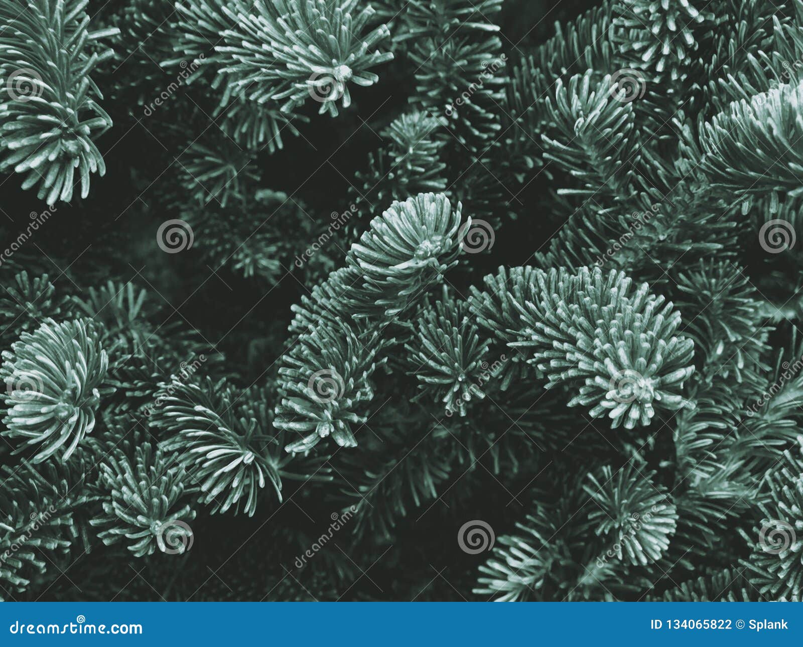 Fraser Fir Christmas Texture Background Foto de archivo - Imagen de ...