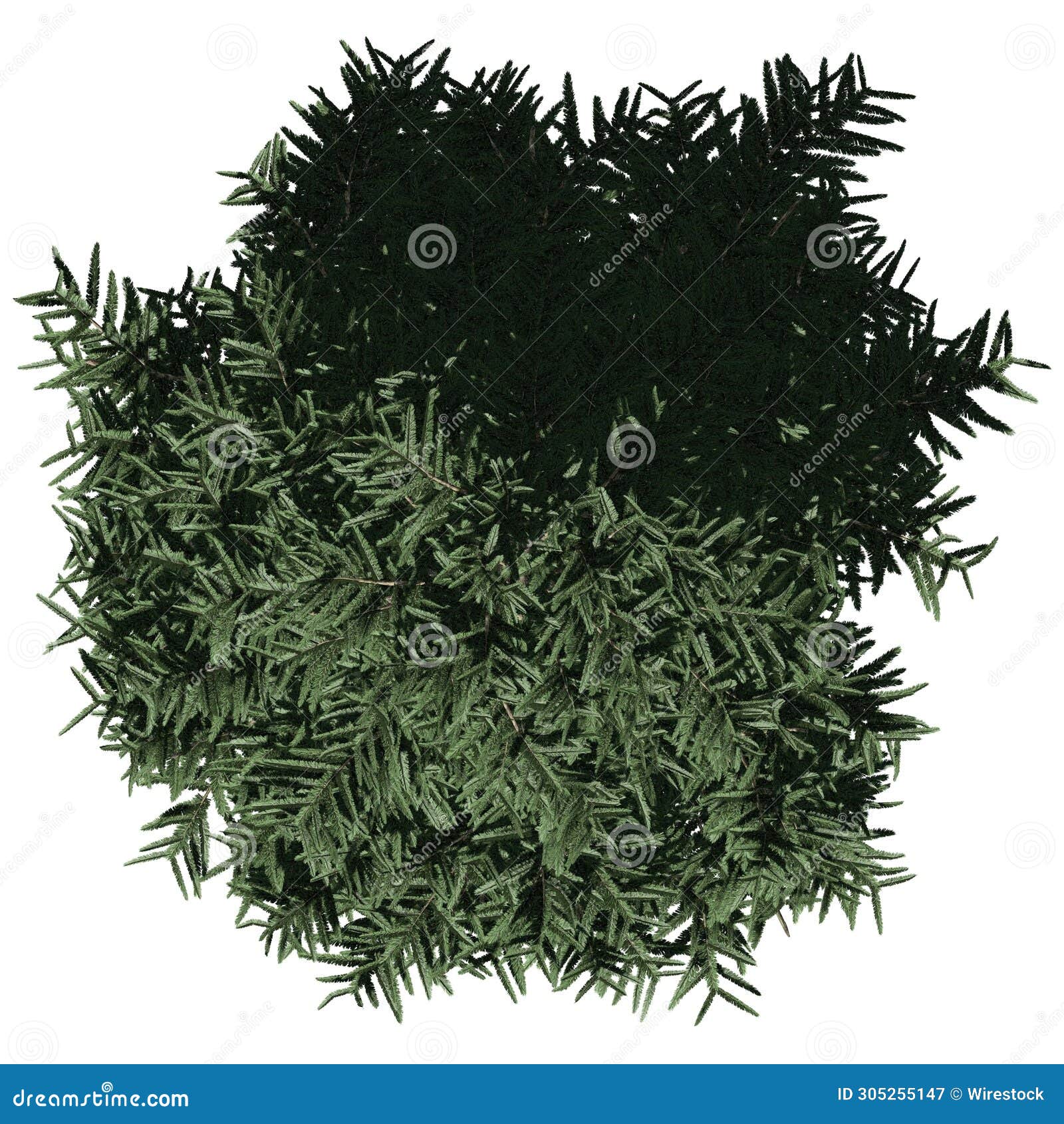 Fraser Fir Tree Top View Isolated on White Background Stock Image ...