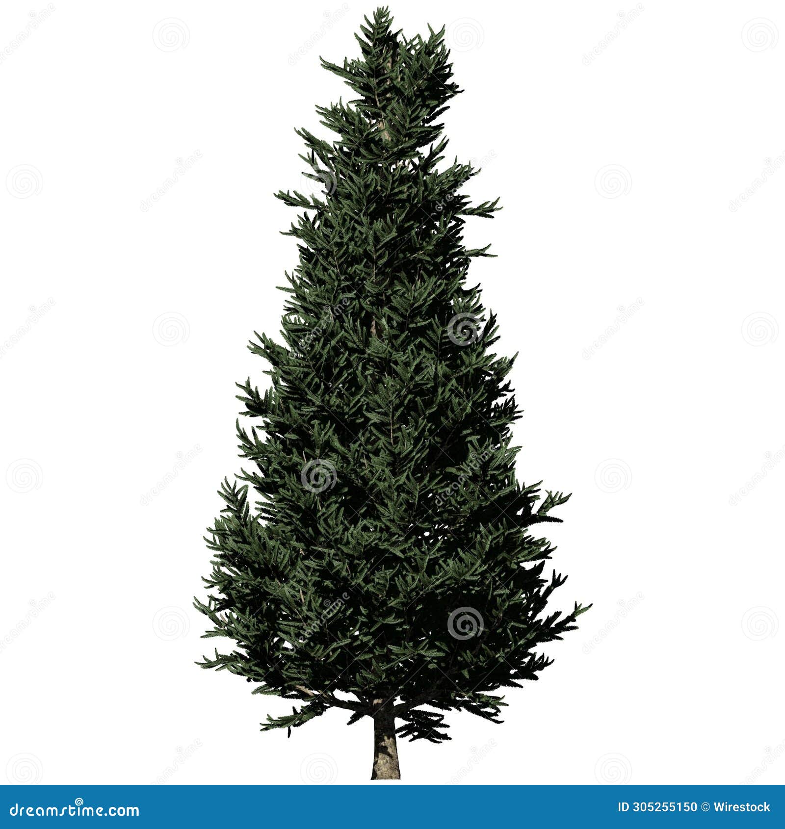 Fraser Fir Tree Top View Isolated on White Background Stock Photo ...