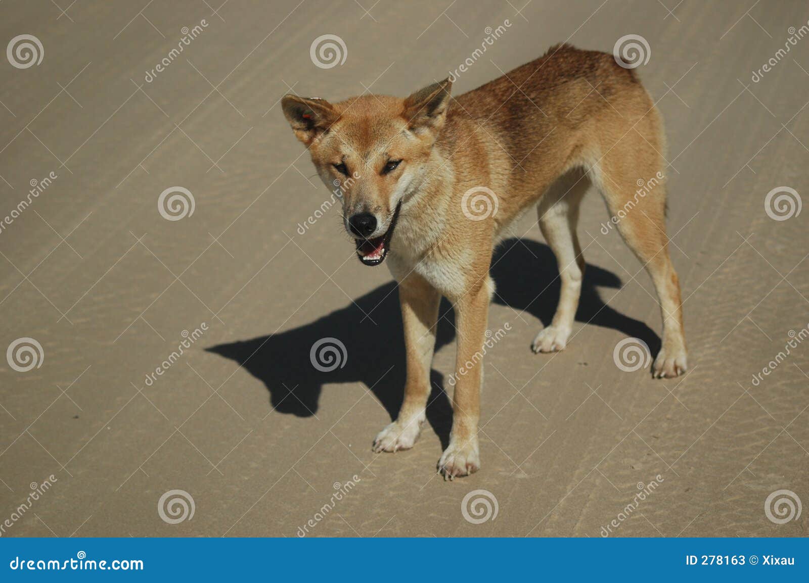 Fraser Island Dingo stock image. Image of canis, hunt, domestic - 278163