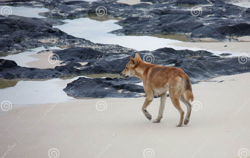 Fraser Island Dingo on Beach Stock Image - Image of fraser, australia ...