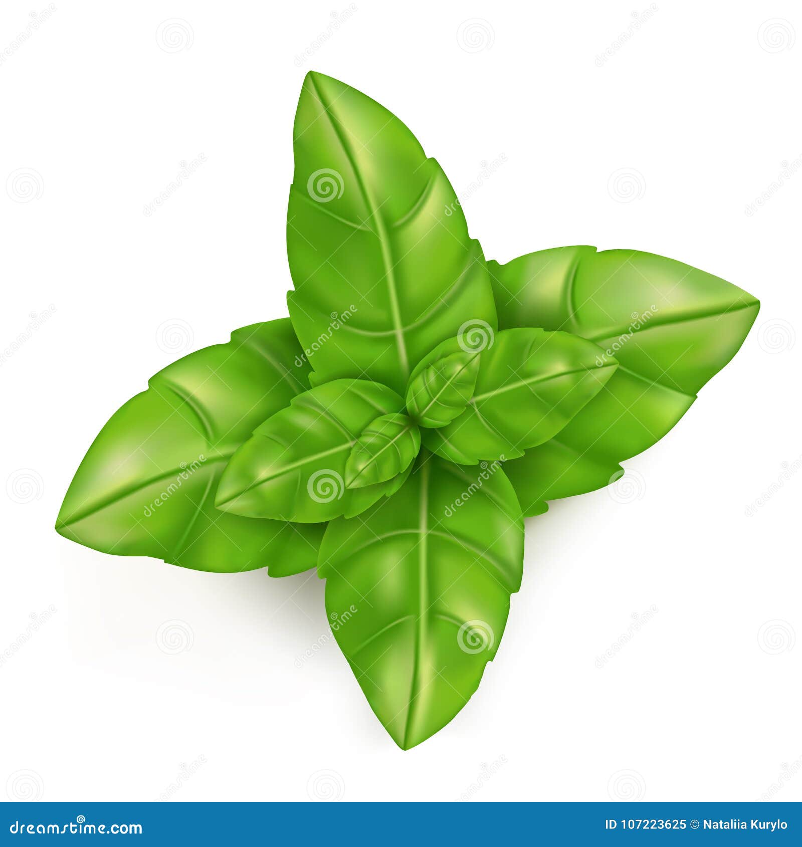 Basil Leaves Icon, Outline Style Cartoon Vector | CartoonDealer.com ...