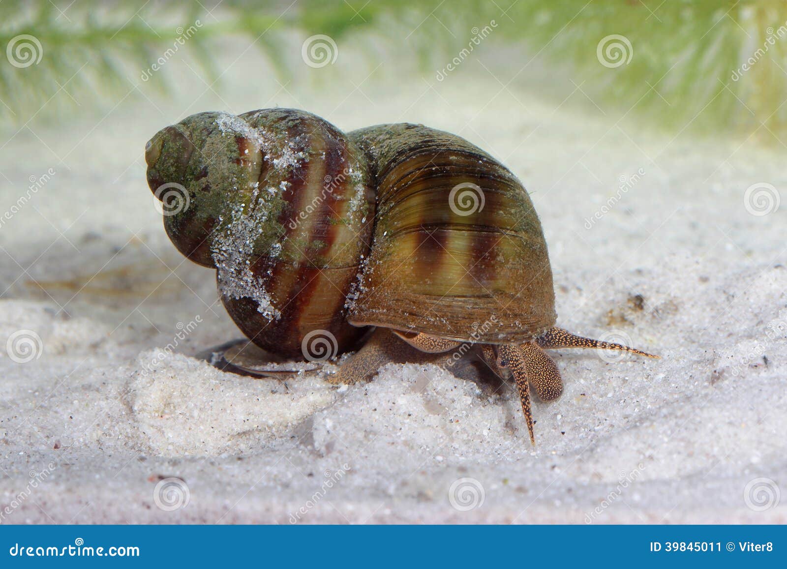 Frashwater Snail (Bithynia) on Ponds Bottom Stock Image - Image of ...