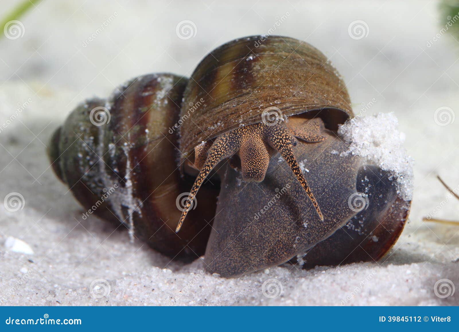 Frashwater Snail (Bithynia) on Ponds Bottom Stock Photo - Image of ...