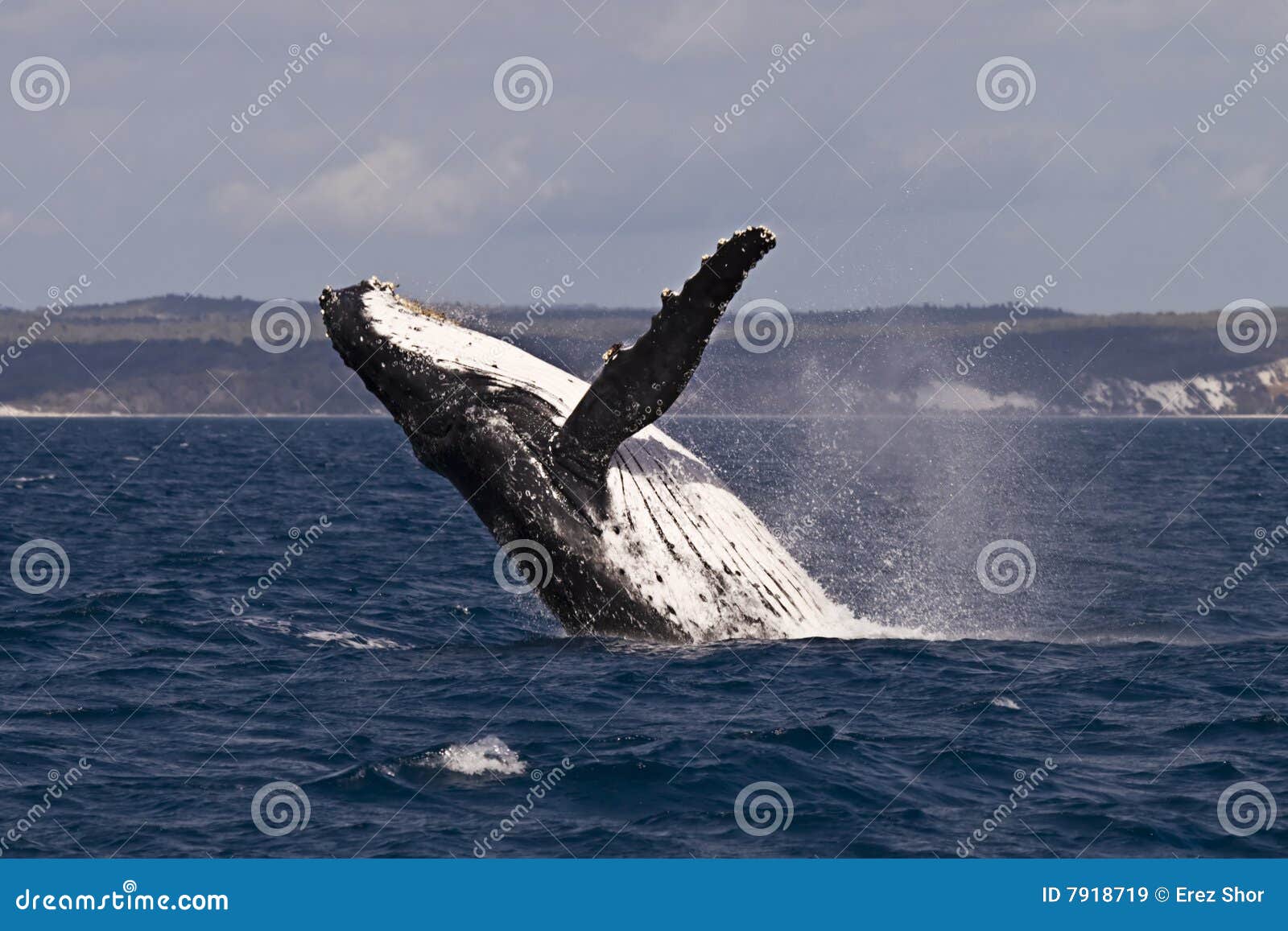 Frattura Della Balena Di Humpback Immagine Stock - Immagine di potenza ...