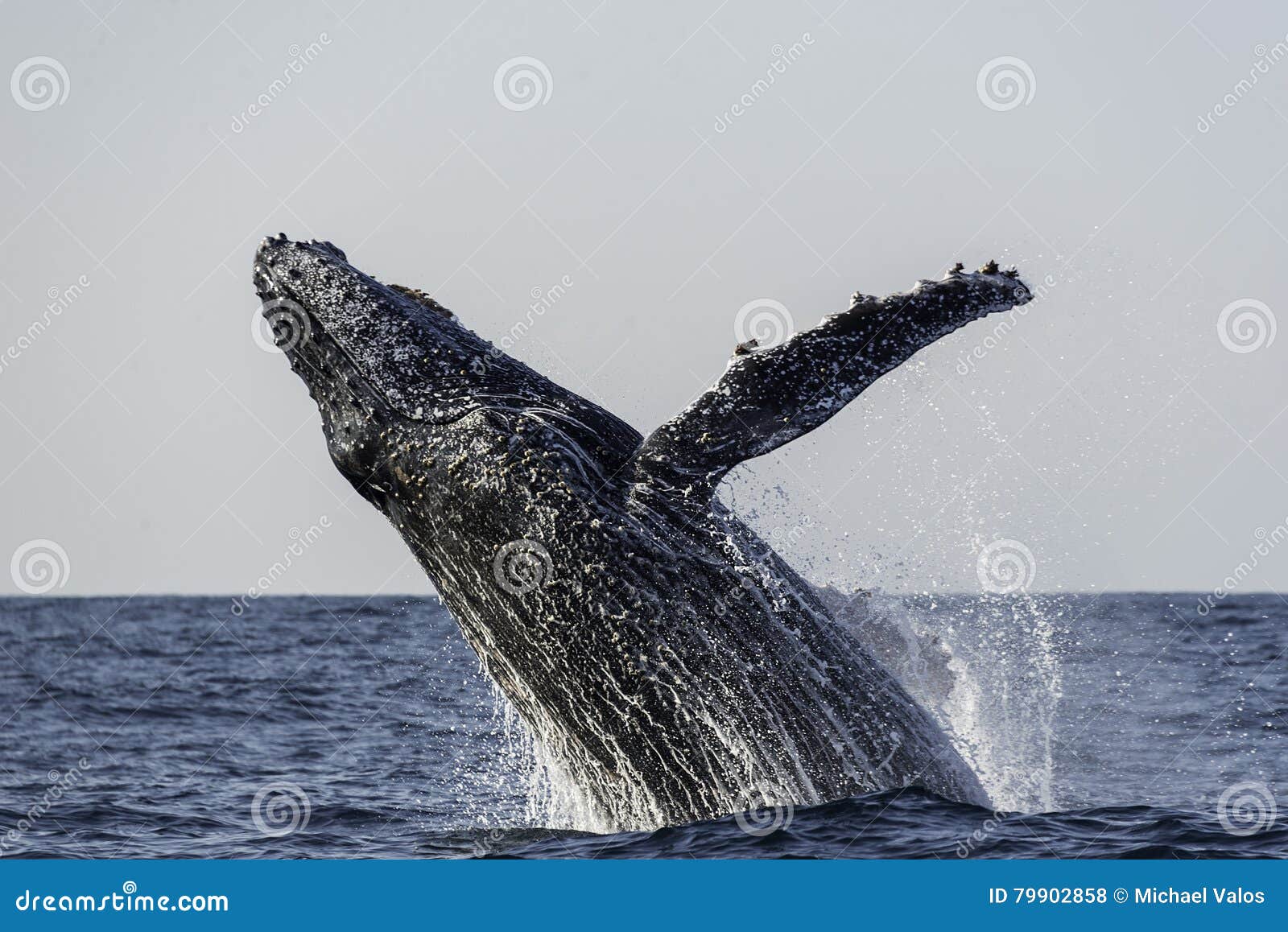 Frattura Della Balena Di Humpback Fotografia Stock - Immagine di alito ...