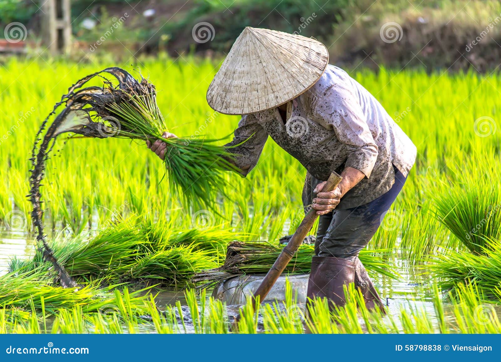 Frau, Die an Reisfeld Arbeitet Redaktionelles Stockfoto - Bild von ...