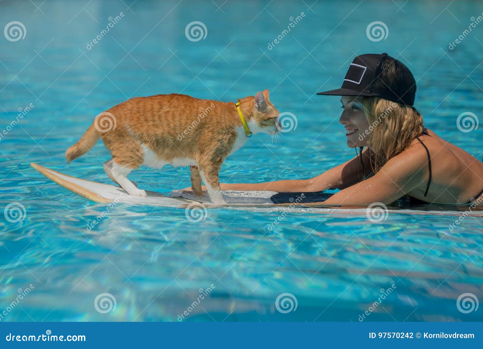 Frau Und Eine Katze Sind Im Swimmingpool Stockfoto - Bild von hände ...