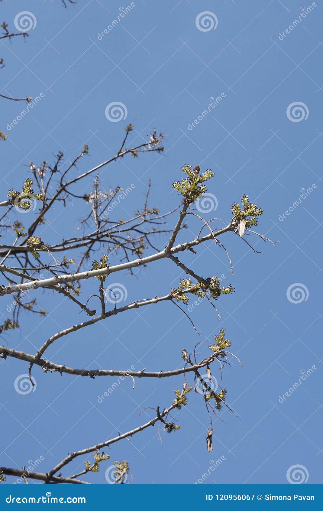 Fraxinus excelsior blossom stock image. Image of tree - 120956067