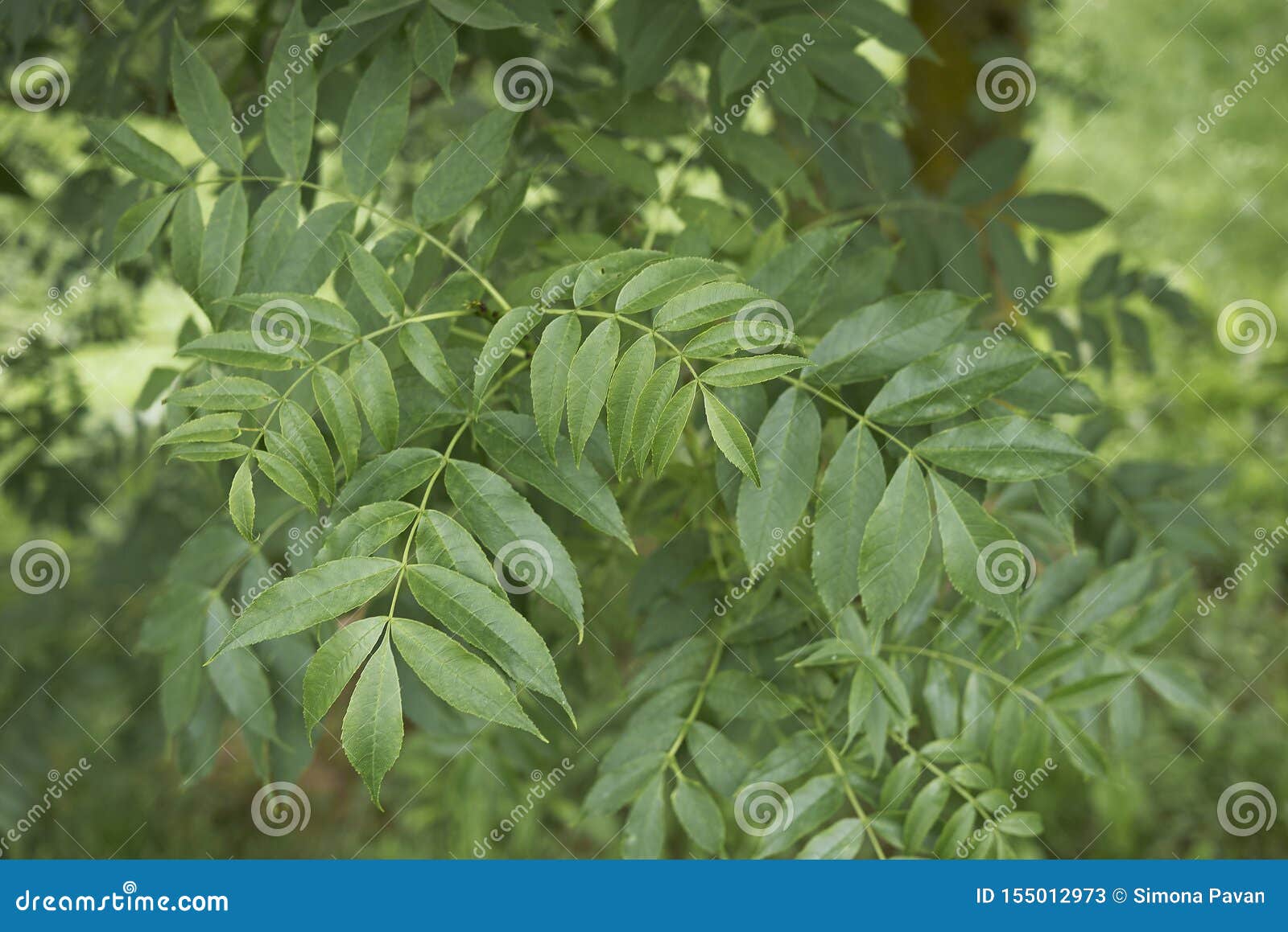 Fraxinus Excelsior, Common European Ash Tree Canopy With Green Foliage ...