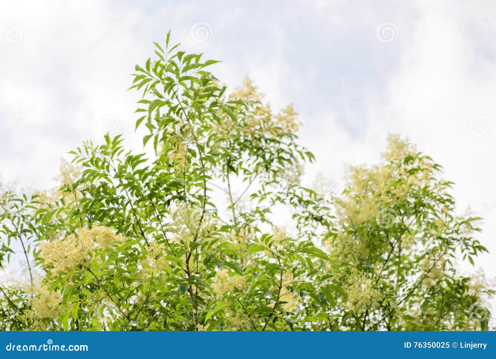 Fraxinus Formosana Tree in Bloom. Stock Image - Image of blooming ...