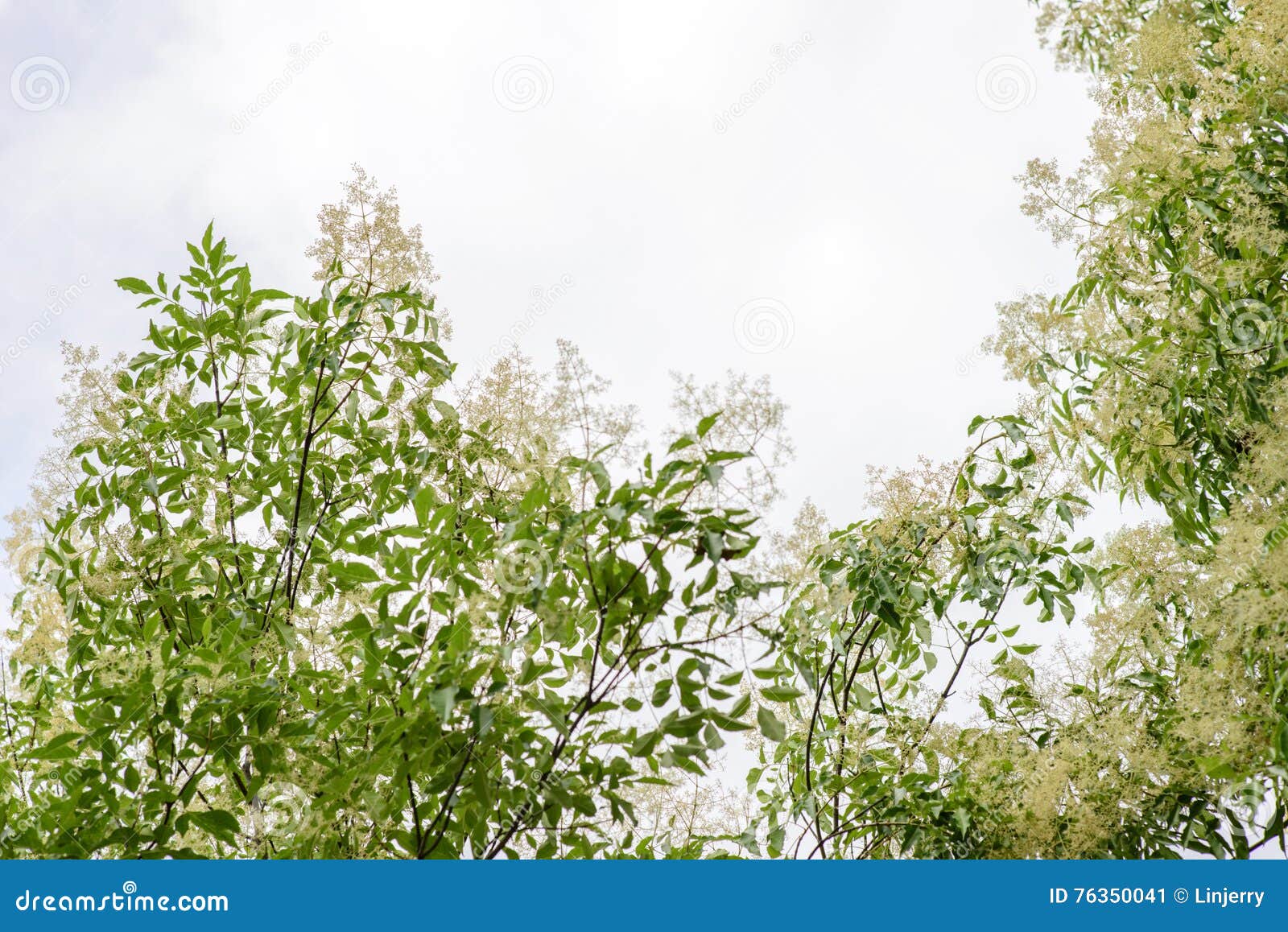 Fraxinus Formosana Tree in Bloom. Stock Image - Image of botany ...