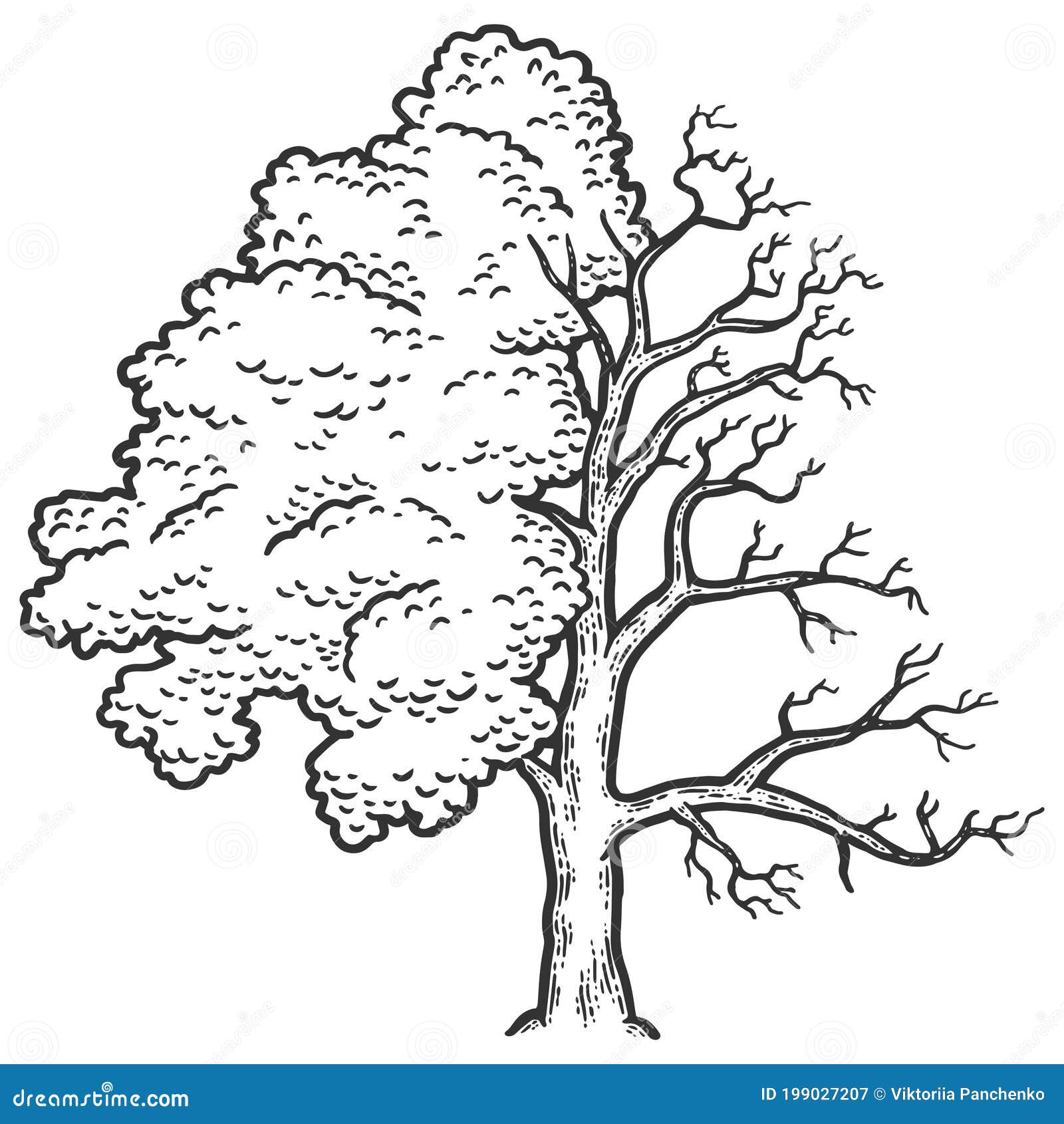 Fraxinus, Tree Is Half Bald, Colored Green And Red . Engraving Raster ...