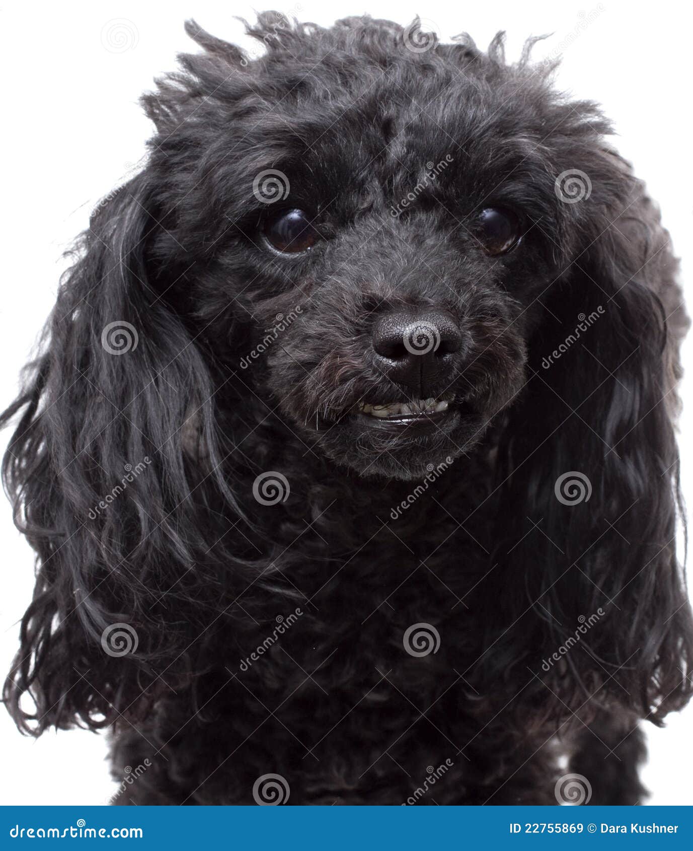 Frazzled Pooch stock image. Image of humor, portrait - 22755869