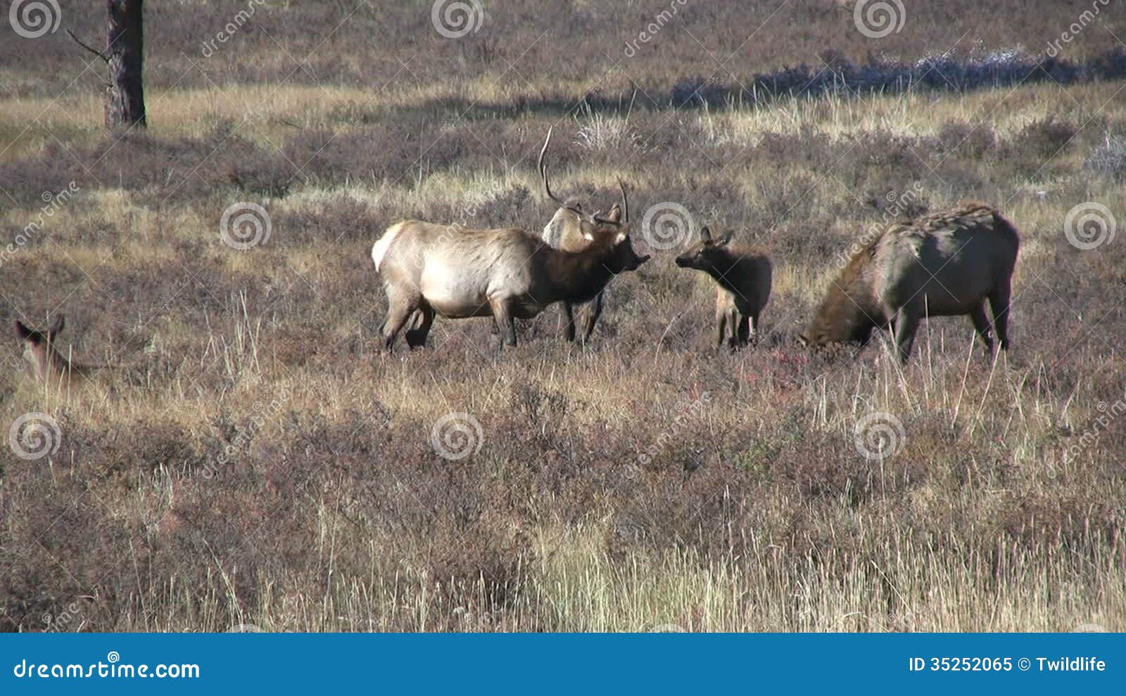 Freak Bull Elk with Cows in Rut Stock Video - Video of wild, wapiti ...