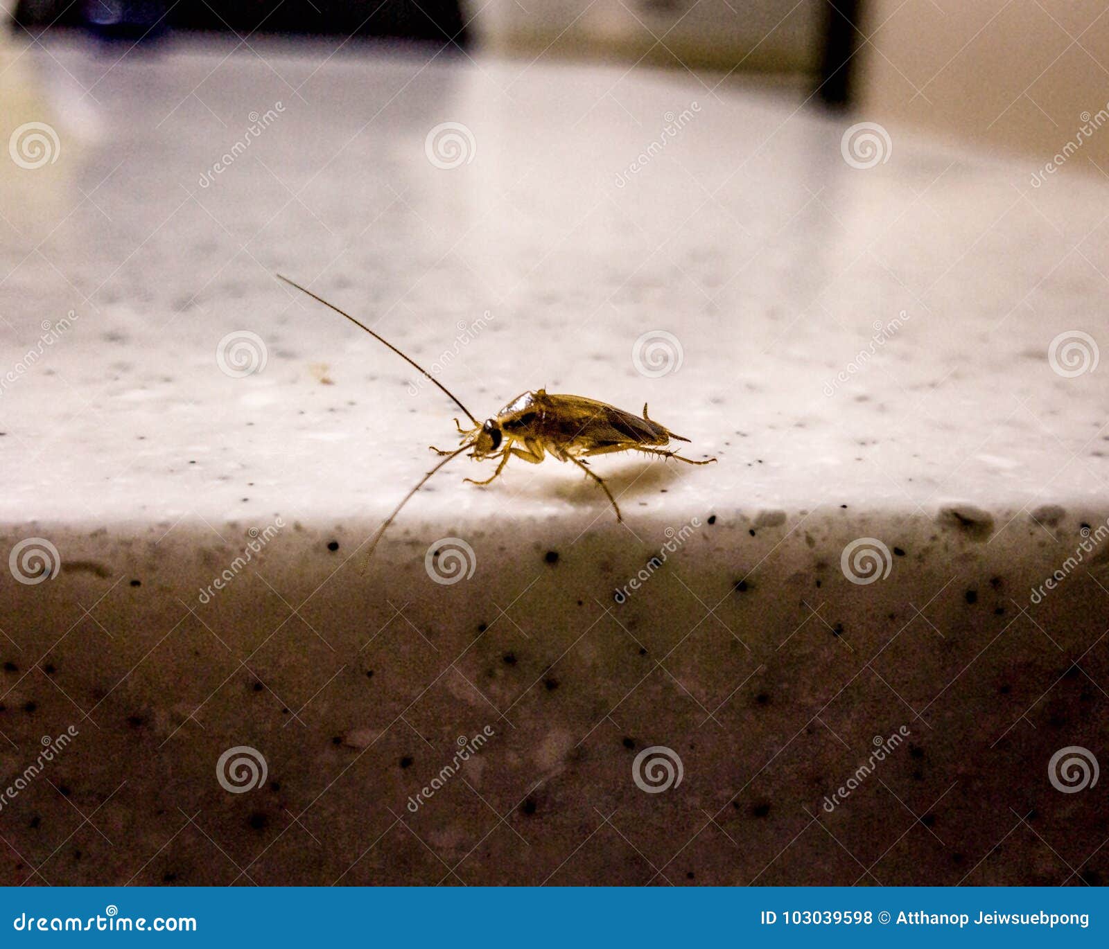 The freaking cockroach stock photo. Image of control - 103039598