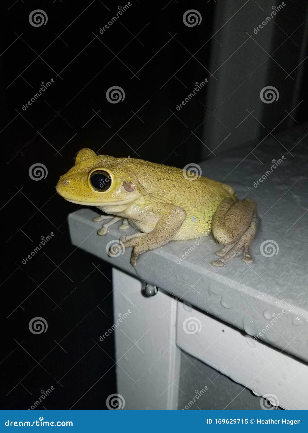 Freaky Florida Frog stock image. Image of toad, amphibians - 169629715