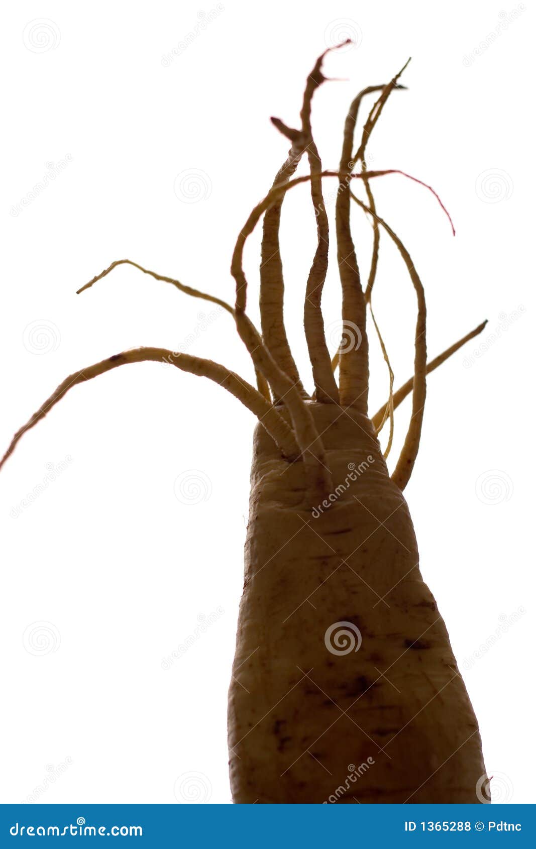 Freaky Parsnip Roots Picture. Image: 1365288
