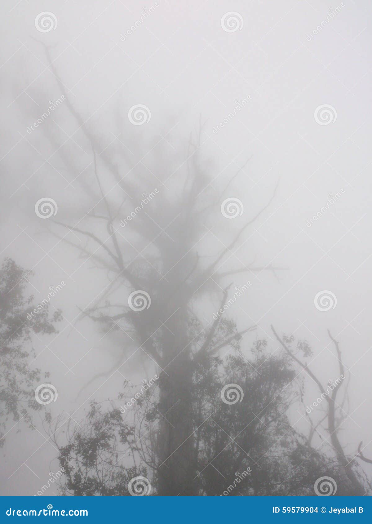 A Freaky Tree stock photo. Image of forest, nature, winter - 59579904