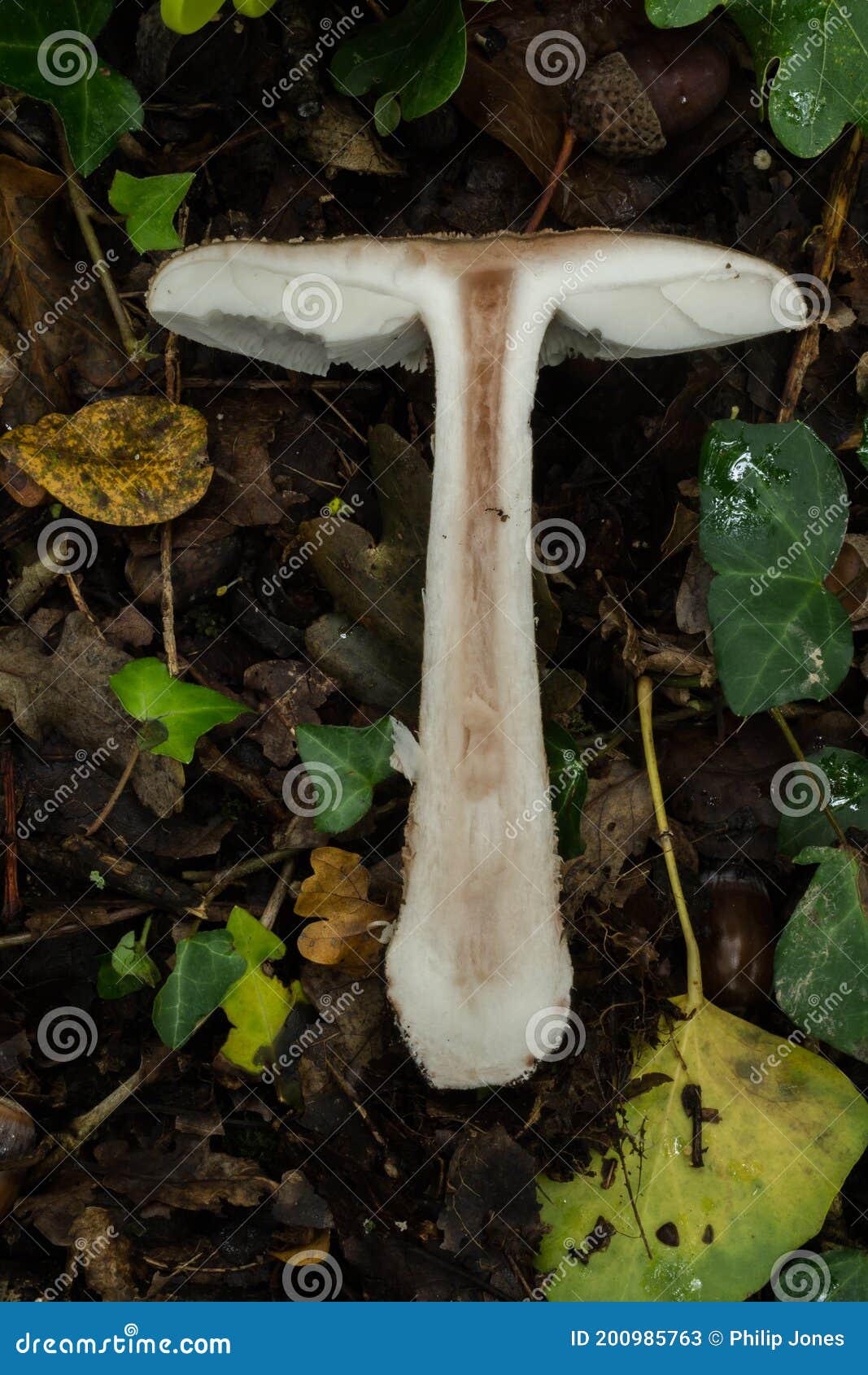 A Freckled Dapperling or Echinoderma Asperum Bisected. Stock Image ...