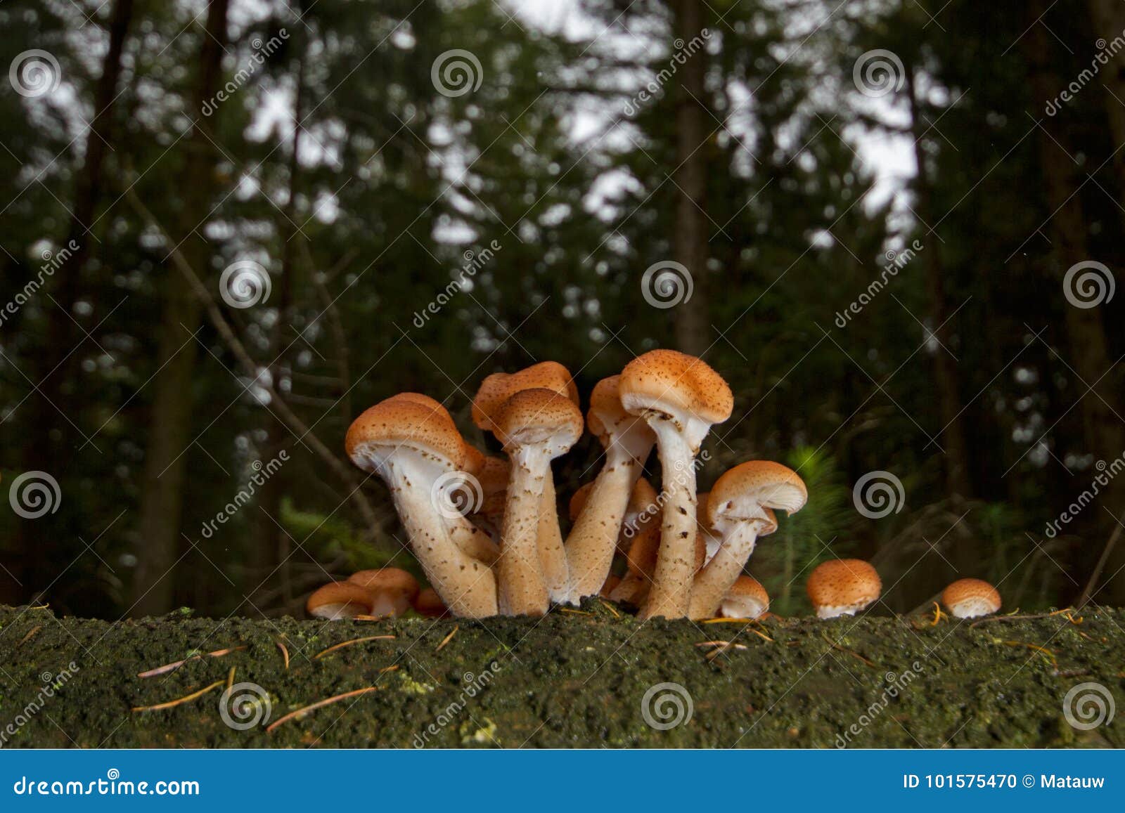 Freckled Dapperling Mushrooms Stock Photo - Image of echinoderma ...