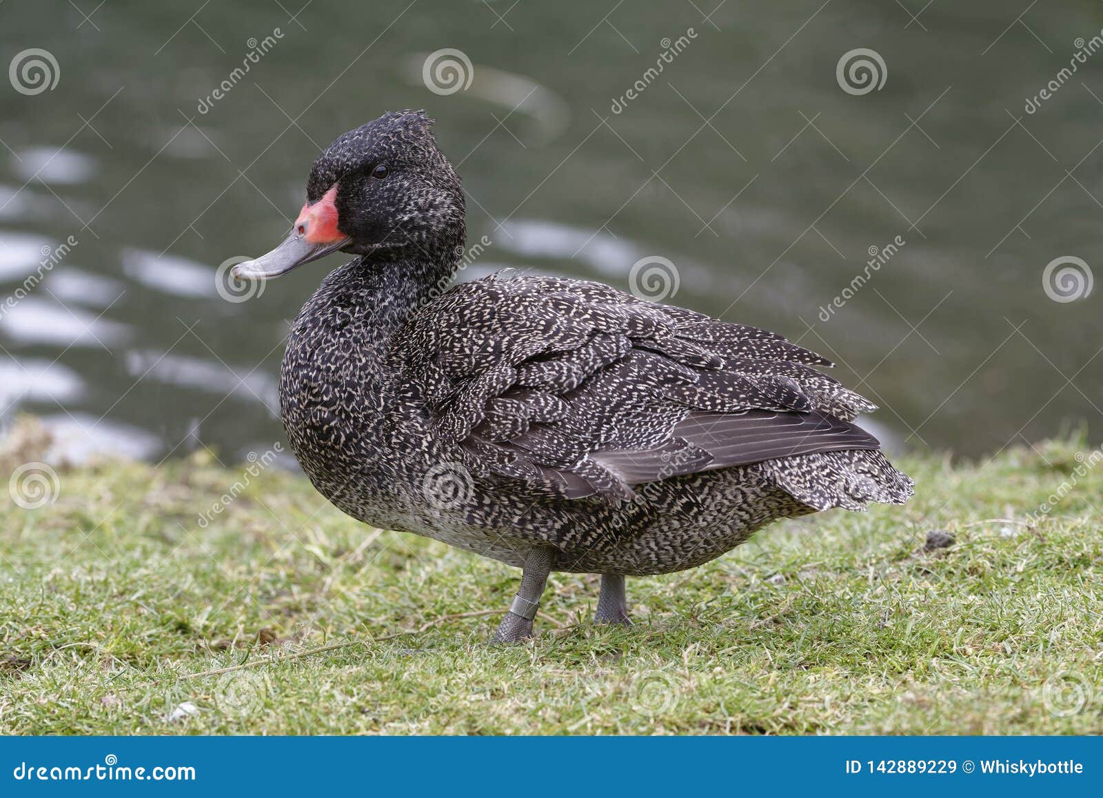Freckled Duck stock image. Image of wildfowl, stictonetta - 142889229