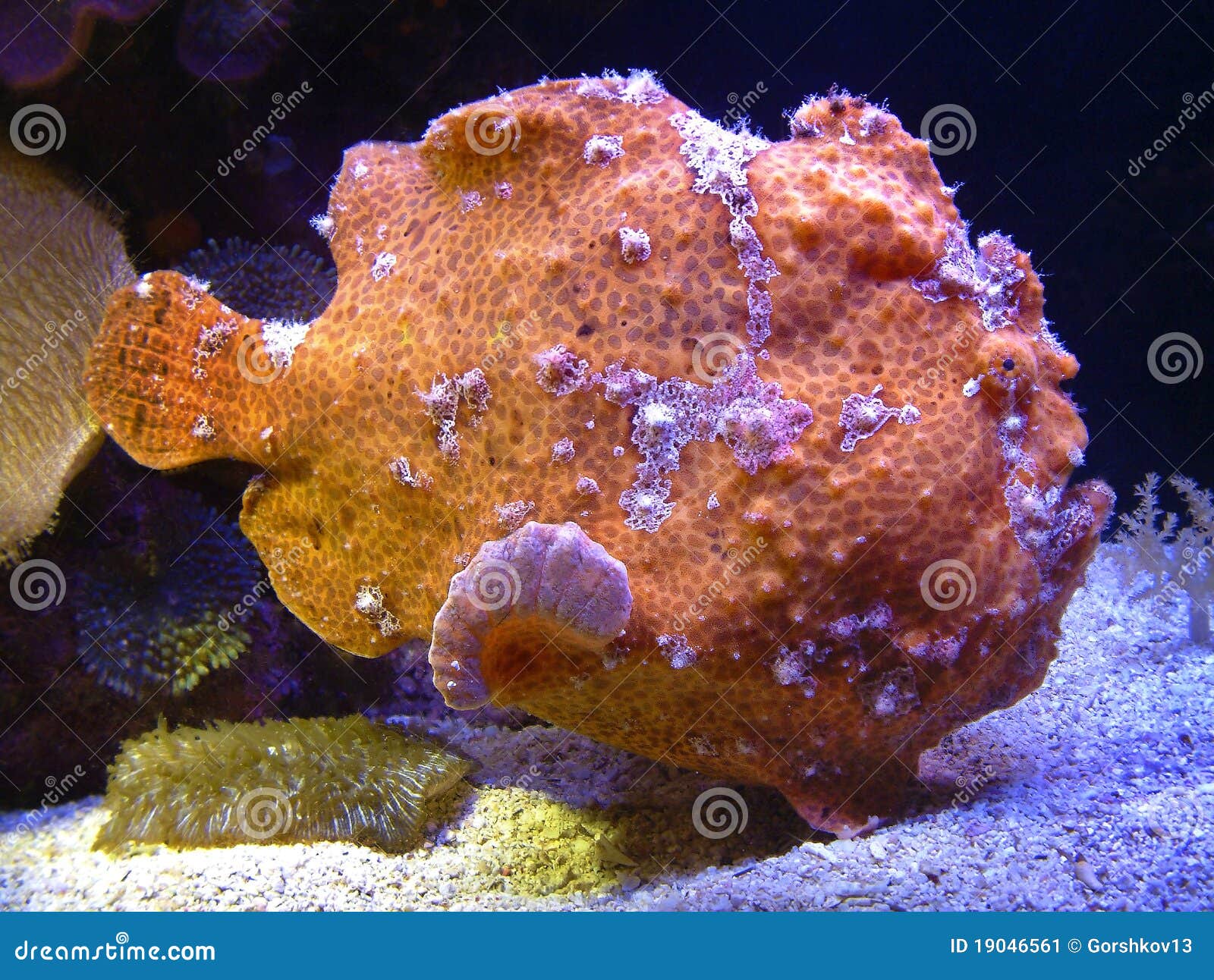 Freckled Frogfish (Antennarius Commersoni) Stock Image - Image of ...