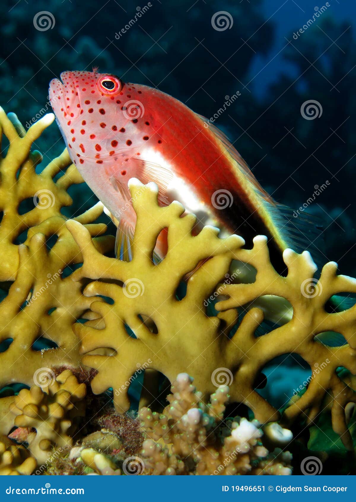 Freckled hawkfish stock image. Image of vacation, adventure - 19496651