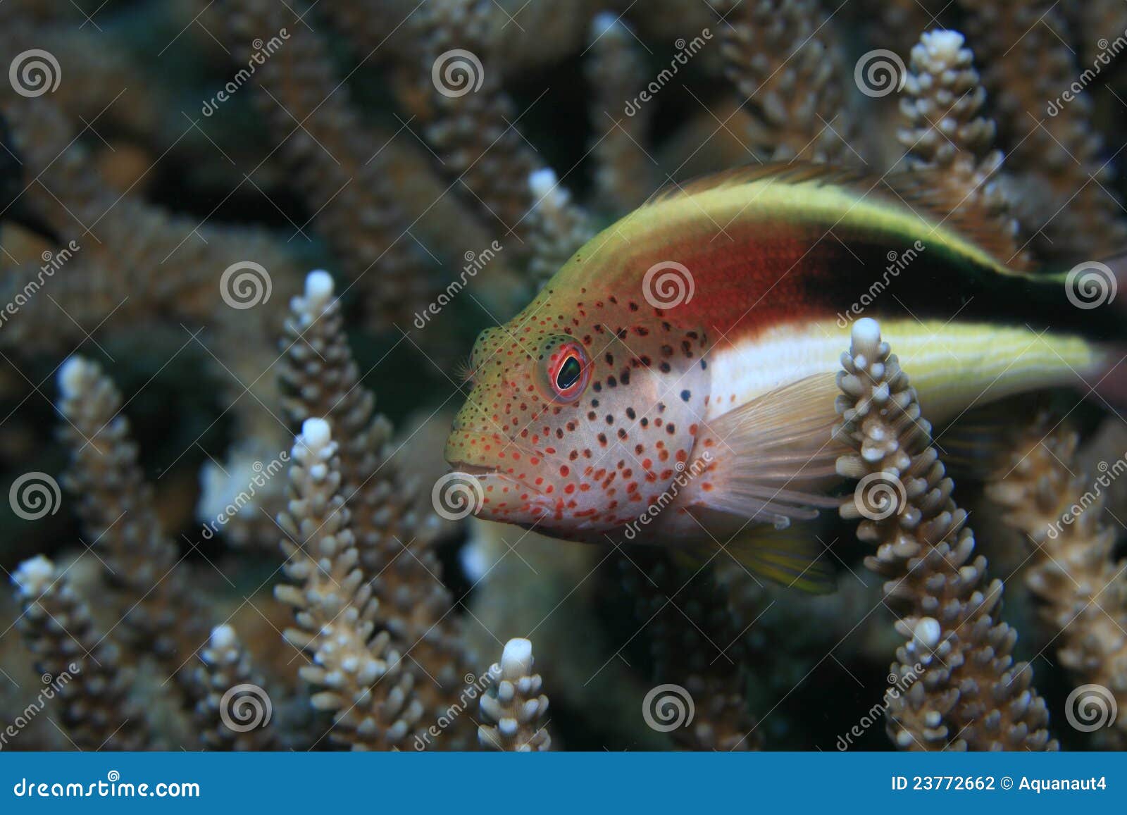 Freckled hawkfish stock photo. Image of forsteri, black - 23772662