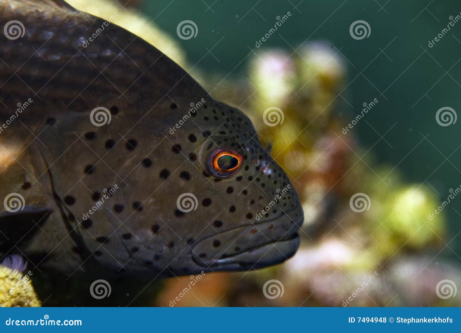 Freckled Hawkfish Royalty-Free Stock Photography | CartoonDealer.com ...