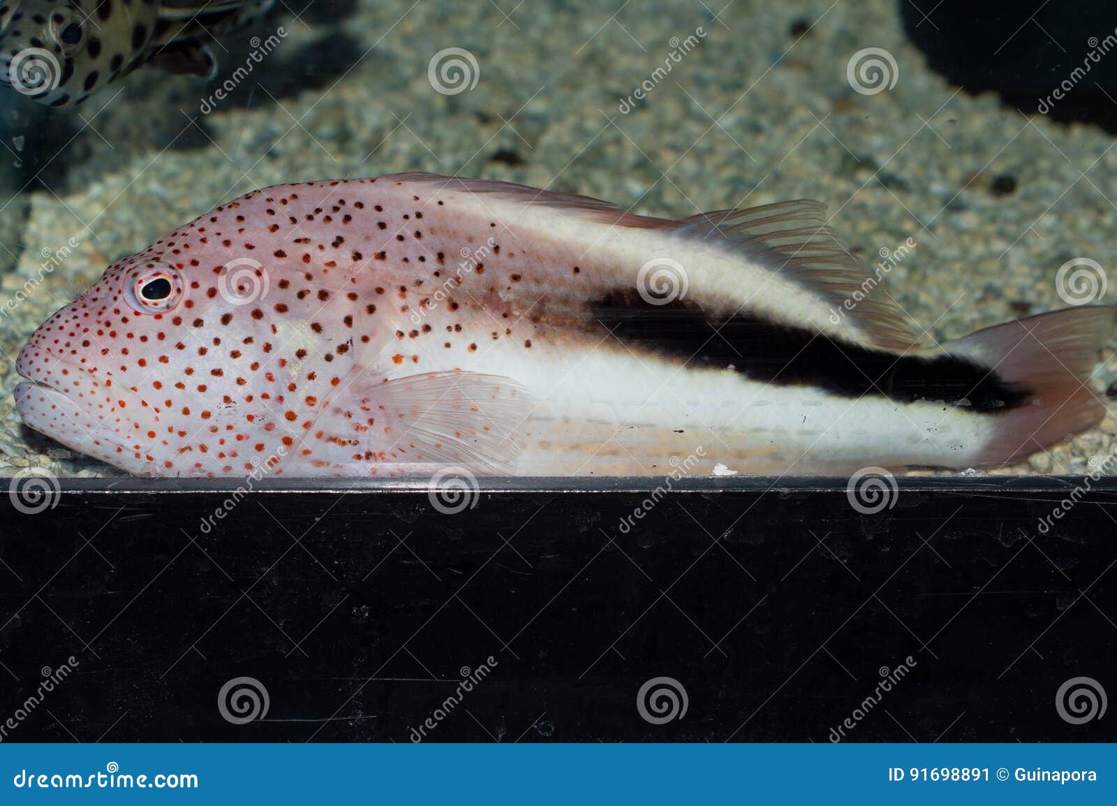 Freckled Hawkfish Paracirrhites Forsteri Closeup Stock Image - Image of ...