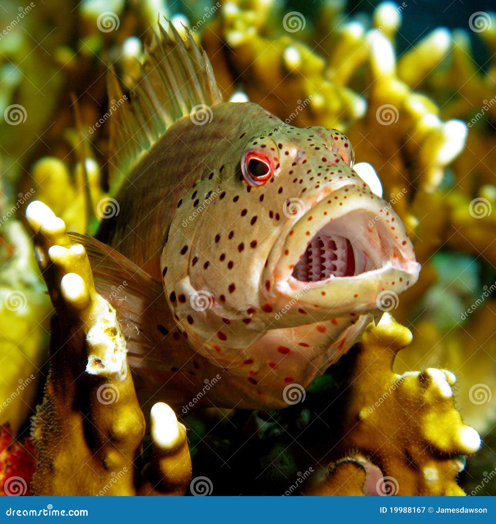 Freckled Hawkfish Royalty-Free Stock Photography | CartoonDealer.com ...