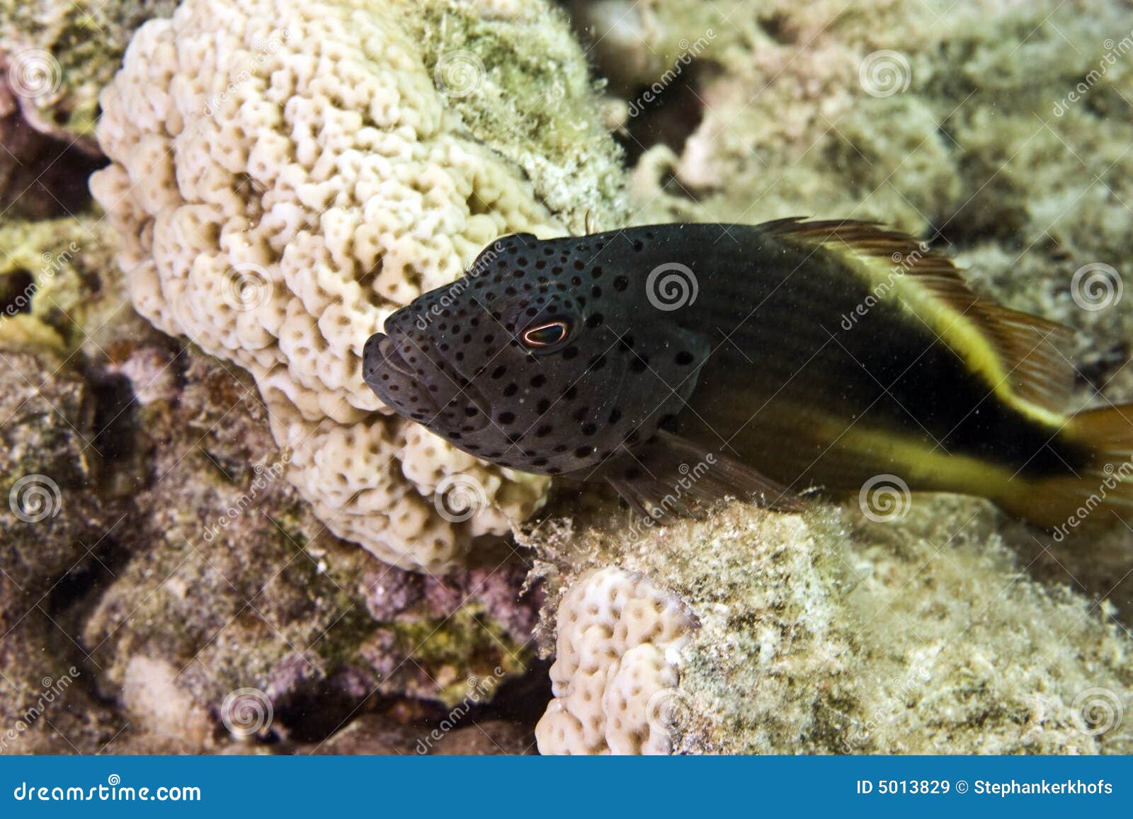 Freckled Hawkfish (paracirrhites Forsteri) Stock Image - Image of ...