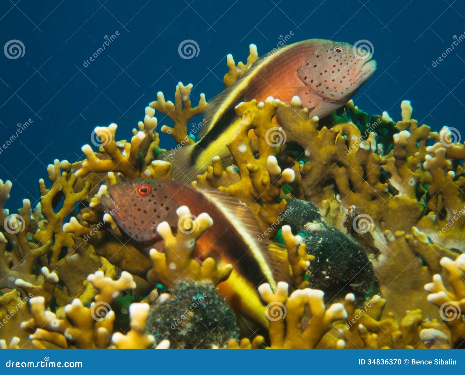 Freckled Hawkfish Resting in a Coral Stock Photo - Image of hawaii ...
