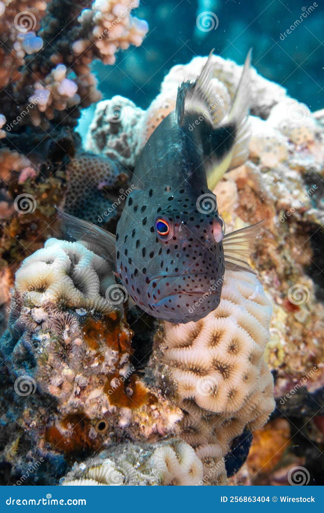 Freckled Hawkfish Swimming Around a Sharp Textured Coral Reef Under the ...