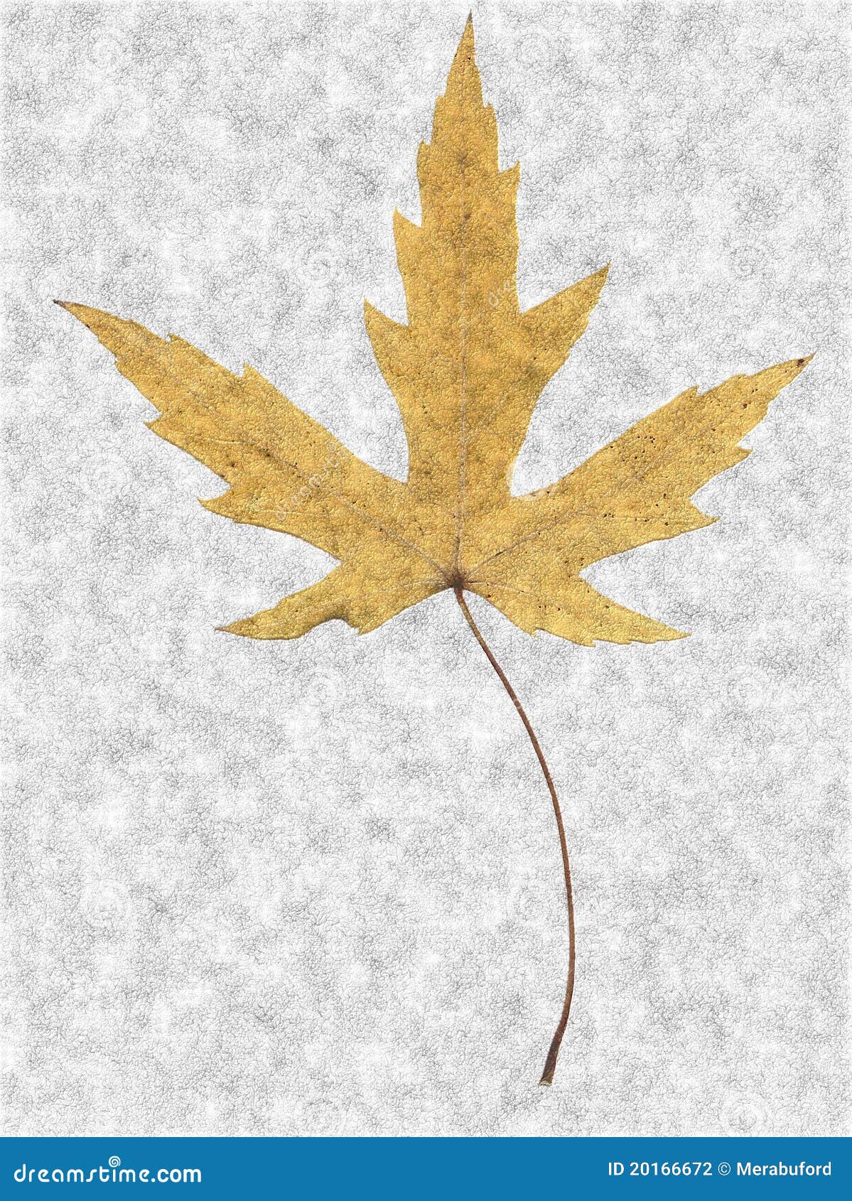 Freckled Maple Leaf stock illustration. Illustration of plant - 20166672